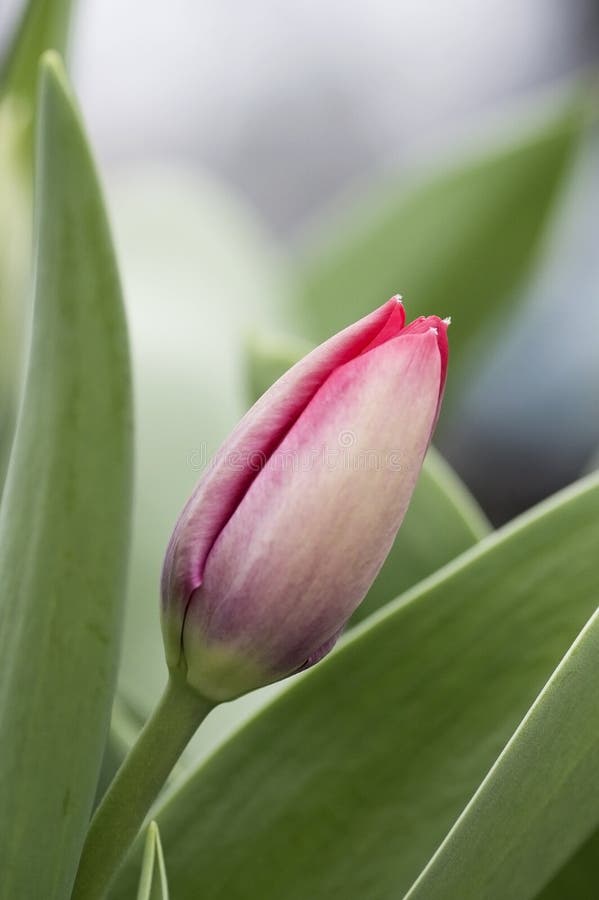 Red tulip bud stock photo. Image of leaf, nature, flower - 39820616
