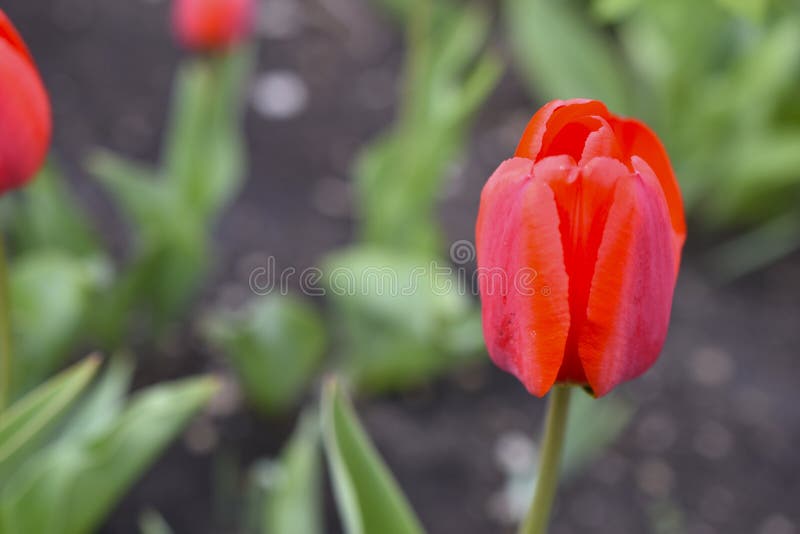 Red Tulip Buds in a Green Garden in Spring Stock Photo - Image of ...