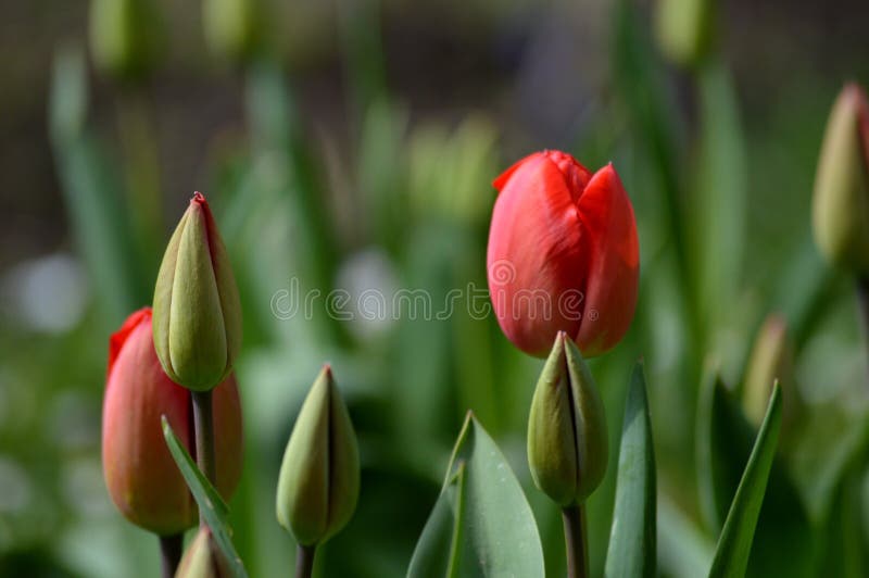 Red Tulip and Tulip Buds in Spring Stock Photo - Image of plant, pink ...