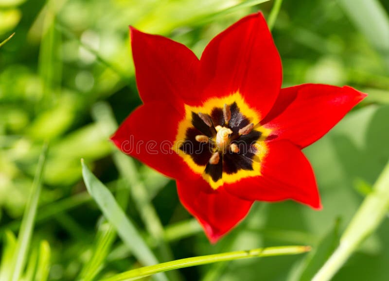 Red tulip close-up stock image. Image of flowerbed, colorful - 71323989