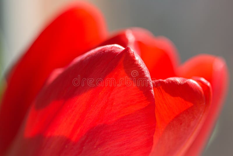 Red Tulip Closeup Side View Stock Photo - Image of blossom, garden ...