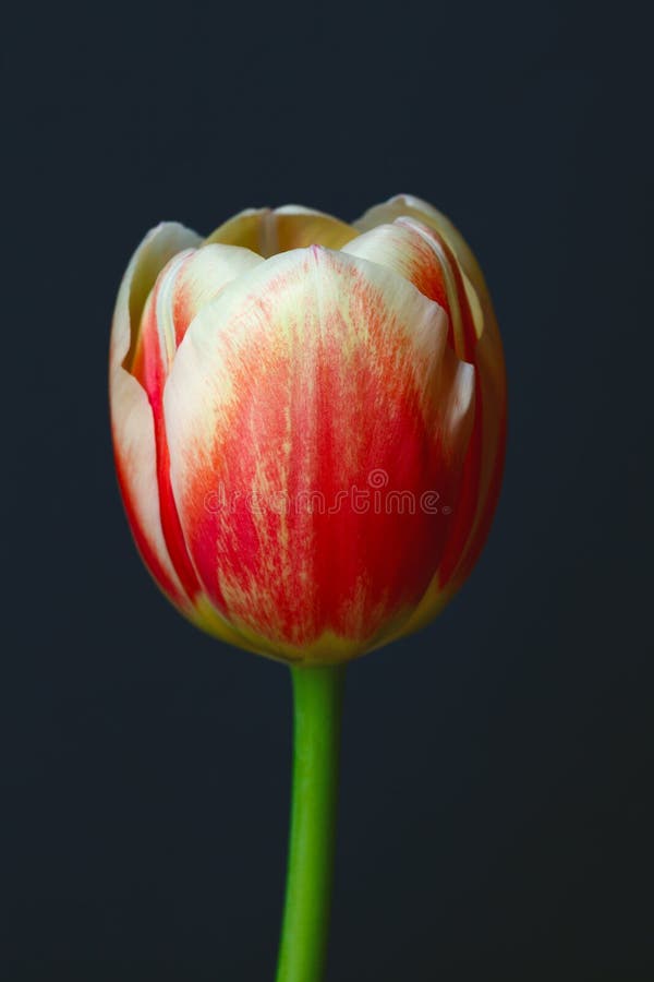 Red Tulip on Dark Background Stock Photo - Image of macro, design ...