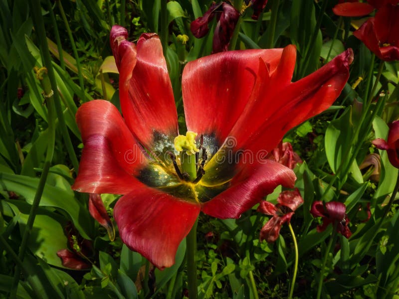 Red Tulip with Dark Centre in Full Bloom. Extreme Close Up with Fresh ...