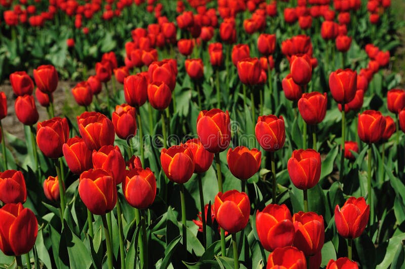 Red tulip field stock photo. Image of butchart, colorful - 12694118
