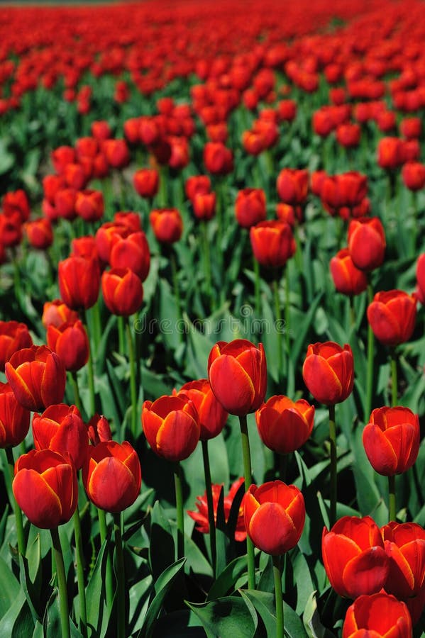 Red tulip field stock image. Image of landscaping, british - 12961983