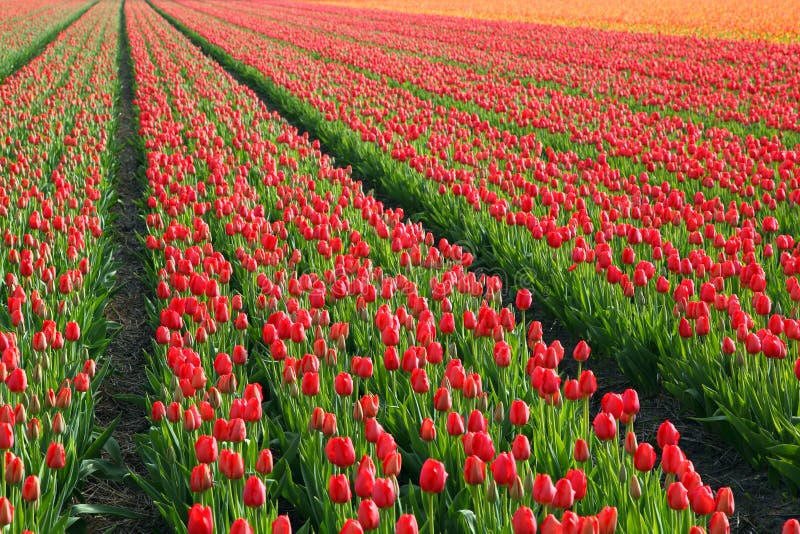 Red tulip field stock photo. Image of netherlands, gardens - 14682824