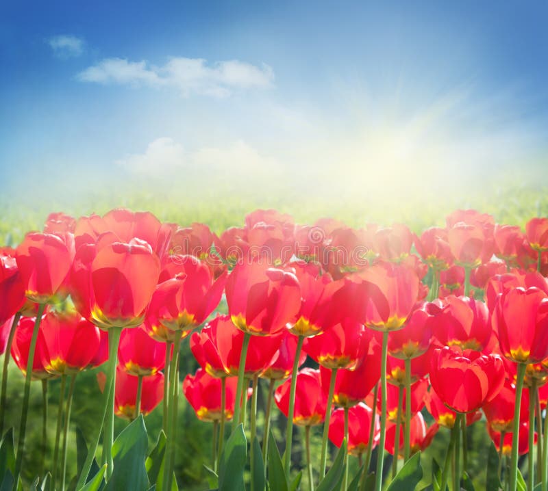 Red tulip field stock image. Image of floral, leaf, bright - 19347157