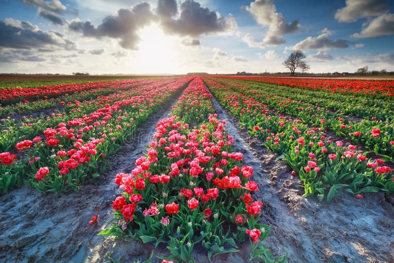 Red Tulip Field and Bright Sunshine in Spring Stock Image - Image of ...