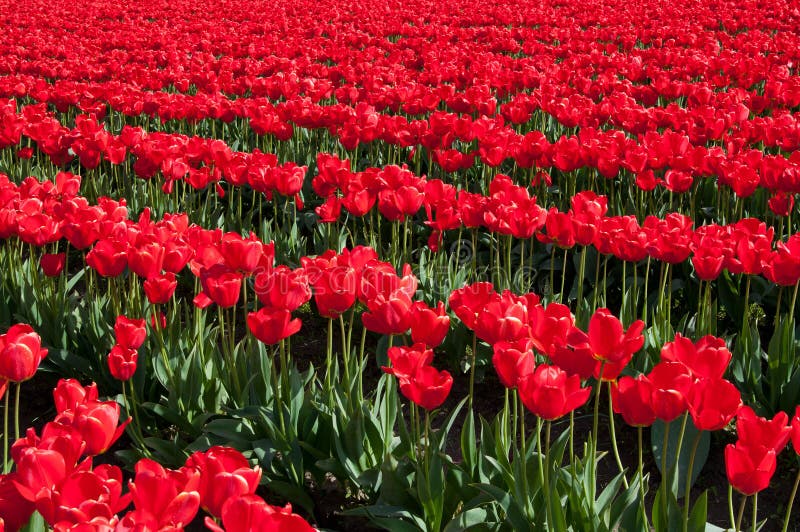 Red tulip field stock image. Image of netherlands, flower - 30697395