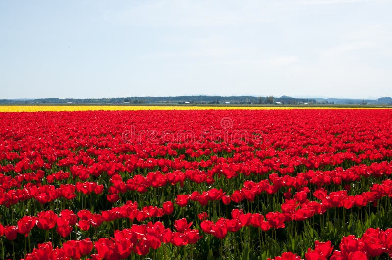 Red tulip field stock photo. Image of floral, flower - 30697442