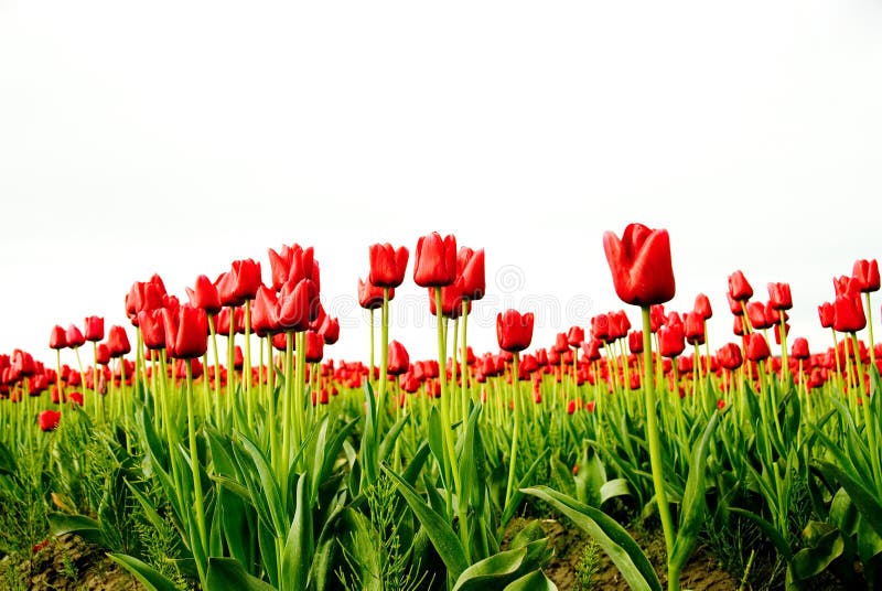 Red Tulip Field Rows stock image. Image of skagit, trees - 2313775