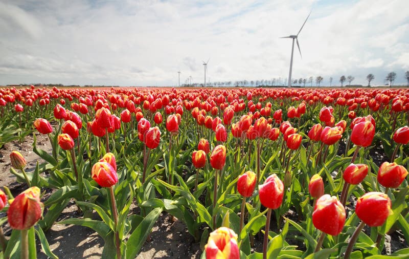 Red Tulip Field and Windmill Turbines Stock Image - Image of sunlight ...