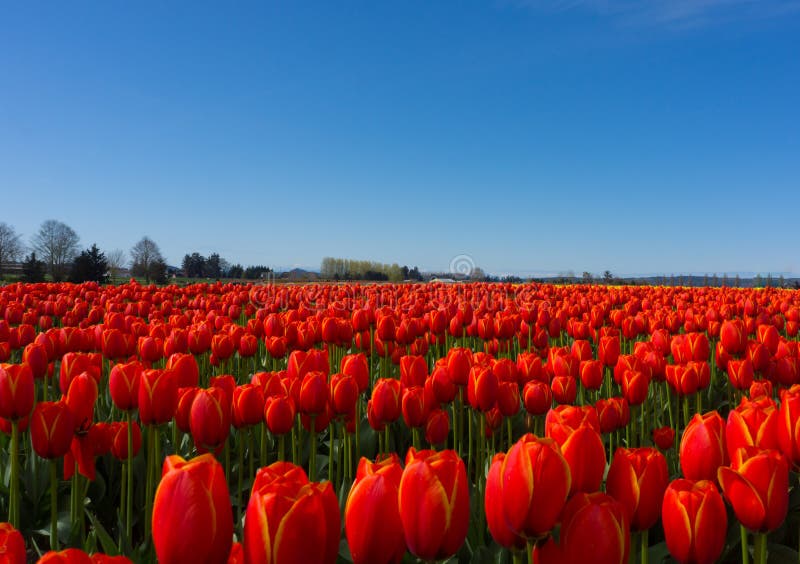 Red Tulip Fields stock photo. Image of beautiful, extraordinary - 92907818