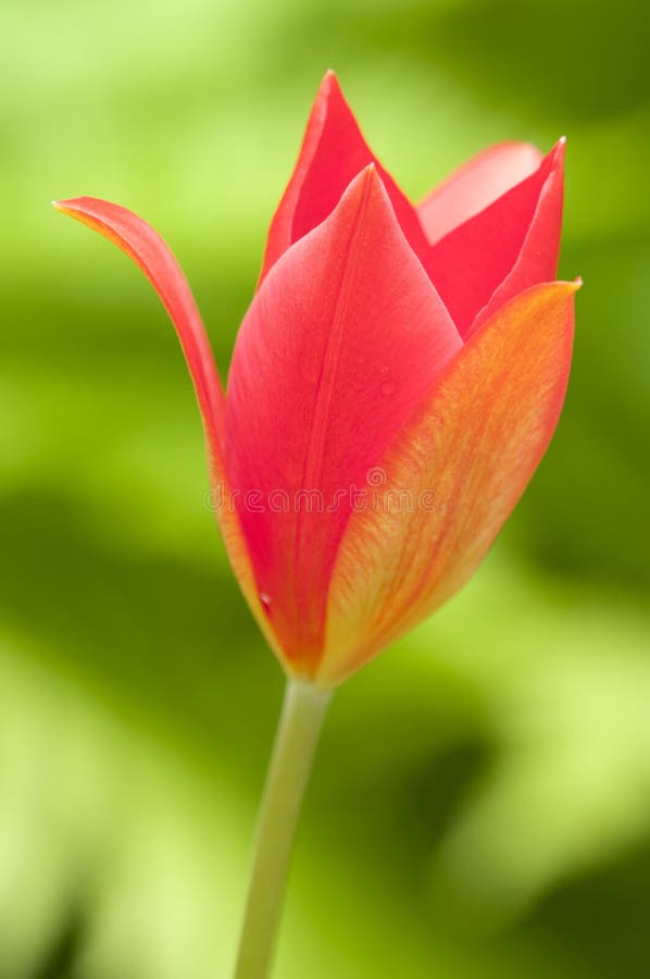 Red tulip flower stock image. Image of plant, green, garden - 14709947