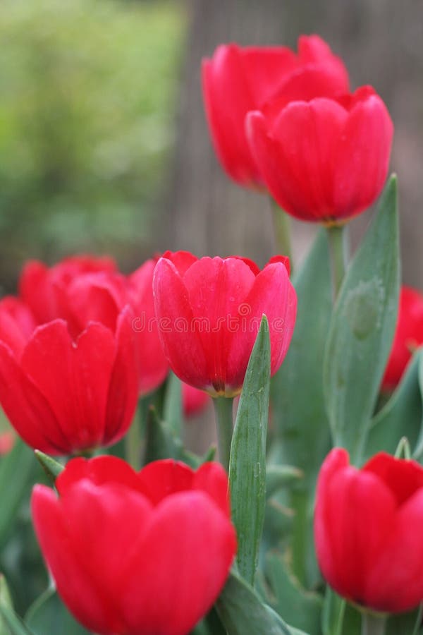 Red tulip flower stock photo. Image of blooming, bloom - 4143106