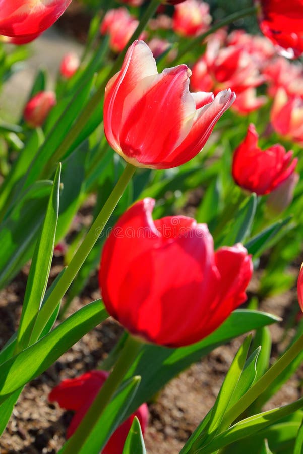 Red tulip flower stock photo. Image of natural, floral - 39652804