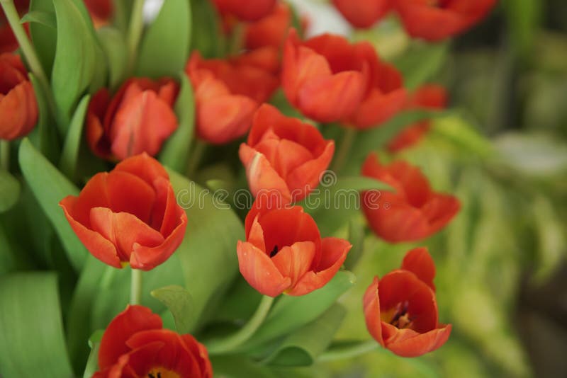 Red Tulip Flower Bouquet Decorating in Vase Stock Image - Image of ...
