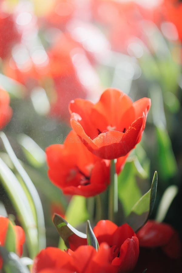 Red Tulip Flower in Close Up Stock Image - Image of floral, leaf: 248667161