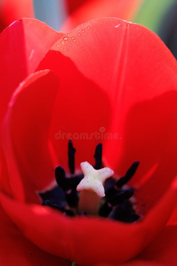 Red Tulip Flower in Close Up Stock Image - Image of light, blossom ...