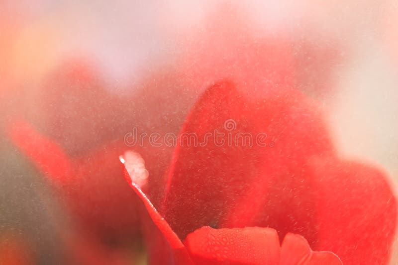 Red Tulip Flower in Close Up with Raindrop Stock Image - Image of ...