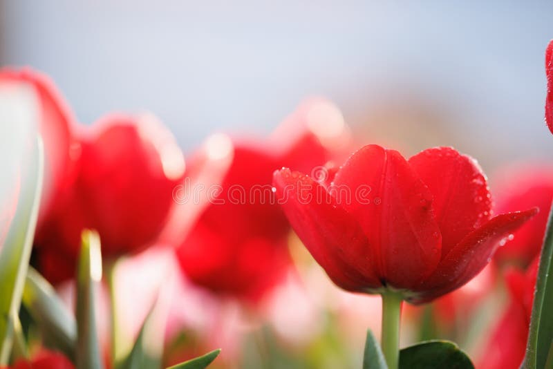 Red Tulip Flower in Close Up with Raindrop Stock Image - Image of field ...
