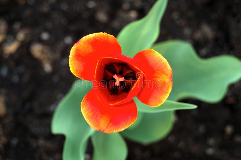 Red Tulip Flower Top View on Black Earth Background Stock Image - Image ...