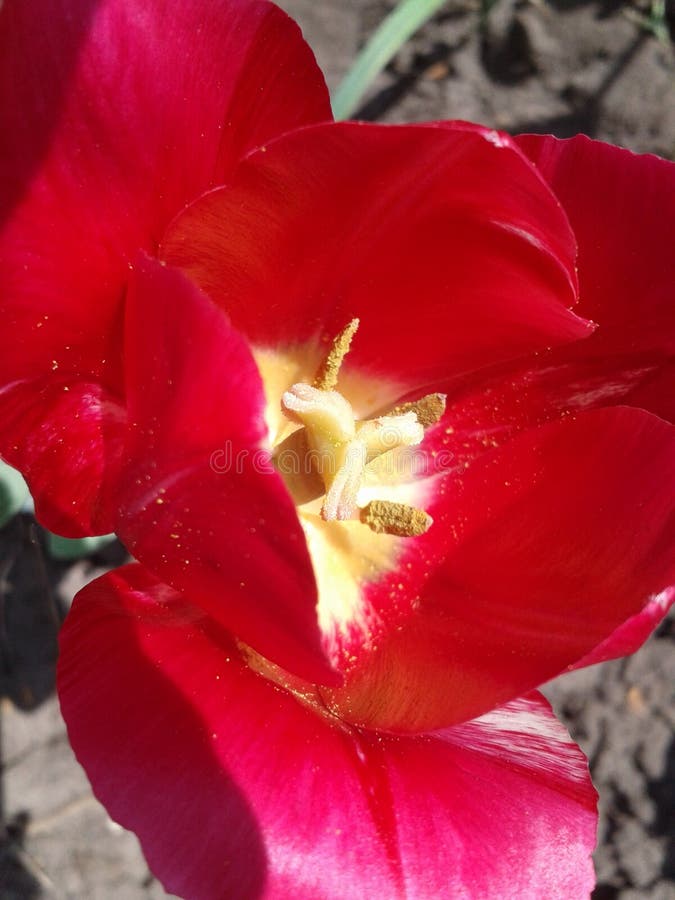 Red tulip flower stock image. Image of headquarters - 185885431
