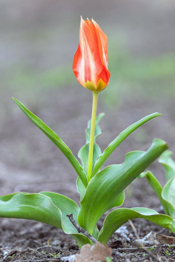 Red Tulip Flowering in Spring Day. Stock Image - Image of grow ...