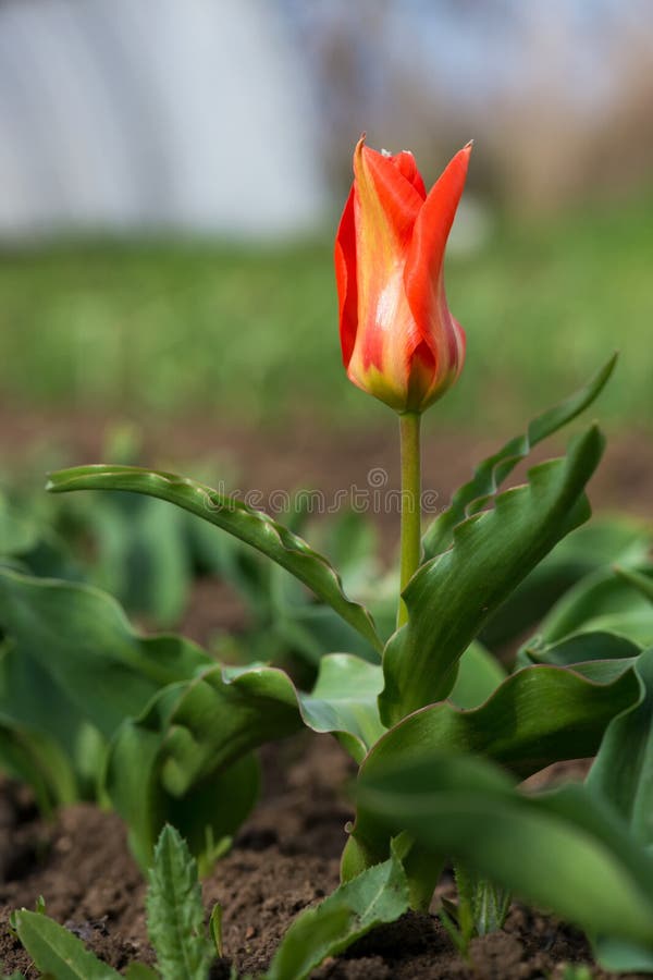 Red Tulip Flowering in a Spring Garden Stock Image - Image of fresh ...