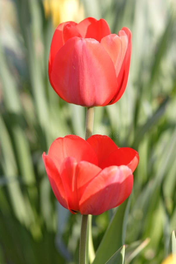 Red tulip flowers stock photo. Image of macro, blooming - 4318116