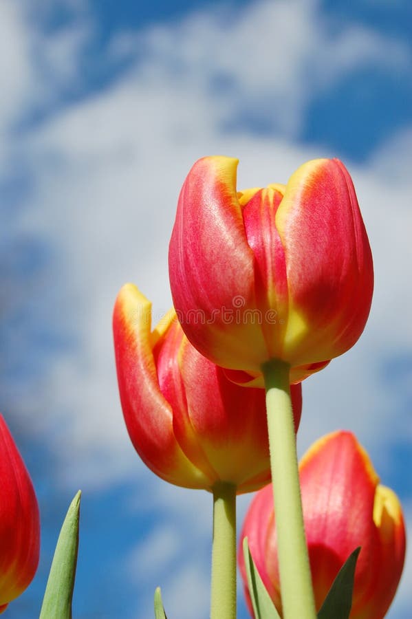 Tulips in spring stock photo. Image of lale, clouds, petal - 30296130