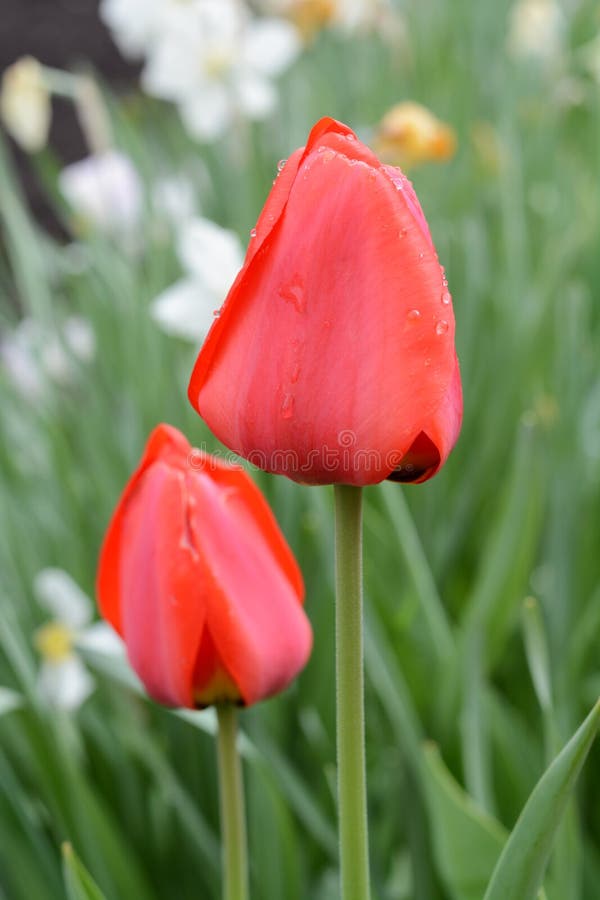 Red Tulip Flowers in Blurry Spring Background Stock Photo - Image of ...