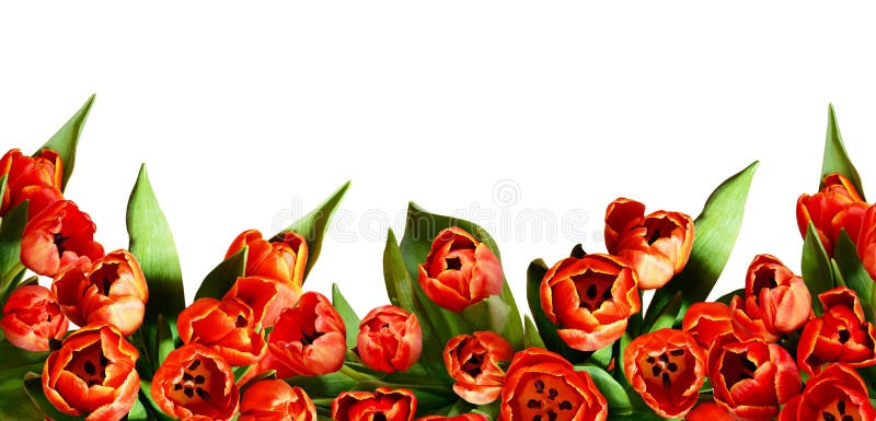 Red Tulip Flowers in a Bottom Border Stock Photo - Image of bouquet ...