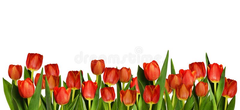 Red Tulip Flowers in Decorative Border Stock Photo - Image of ...