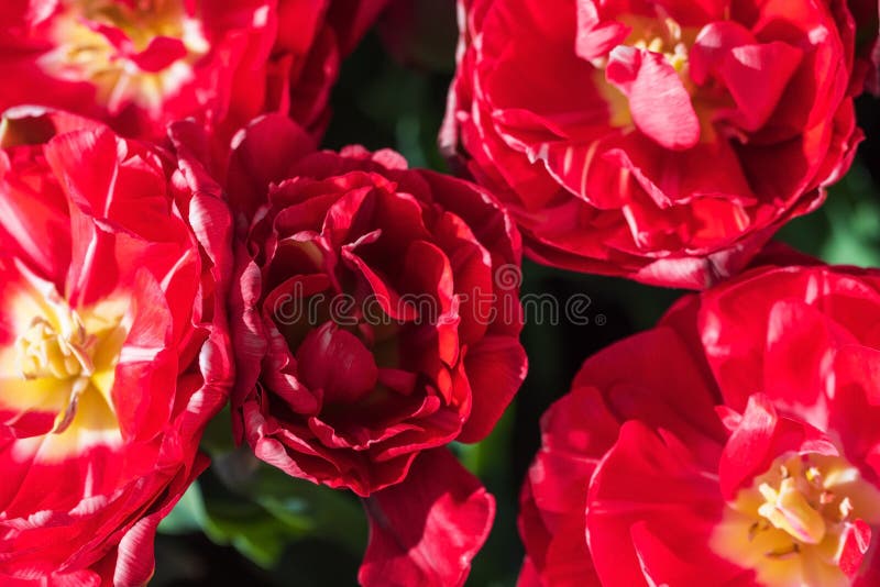 Red Tulip Flowers Top View, Macro Photo with Soft Focus Stock Photo ...