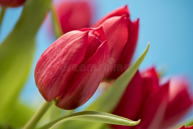 Red Tulip in Front of Other Tulips Stock Image - Image of blurred ...