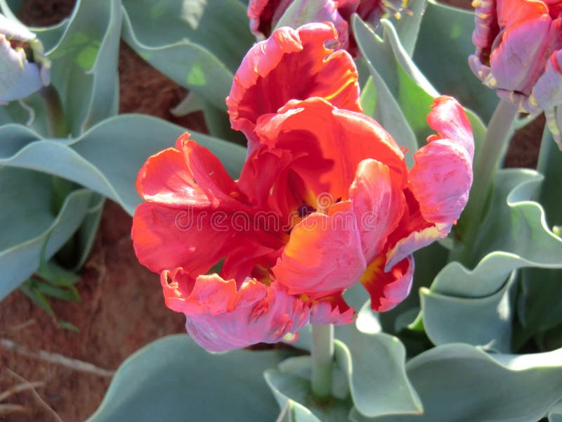 Red tulip stock image. Image of france, spring, vibrant - 91429657