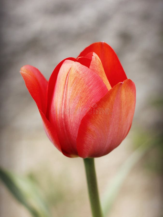 Red tulip stock image. Image of freshness, flower, outdoor - 53263091