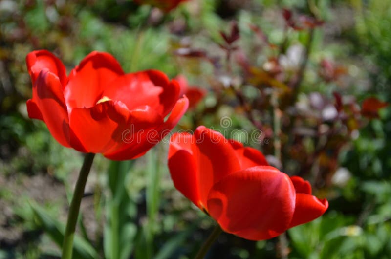 Red Tulip in the Garden Close Up Stock Photo - Image of flowers, detail: 145695626