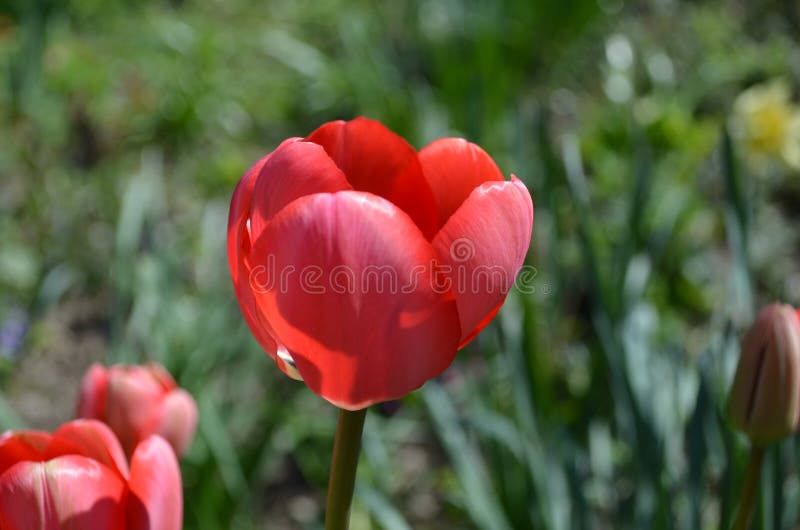 Red Tulip in the Garden Close Up Stock Photo - Image of floral, background: 145695780