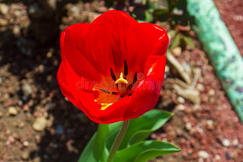 Red Tulip in the Garden, Red Tulip in Spring Stock Photo - Image of ...