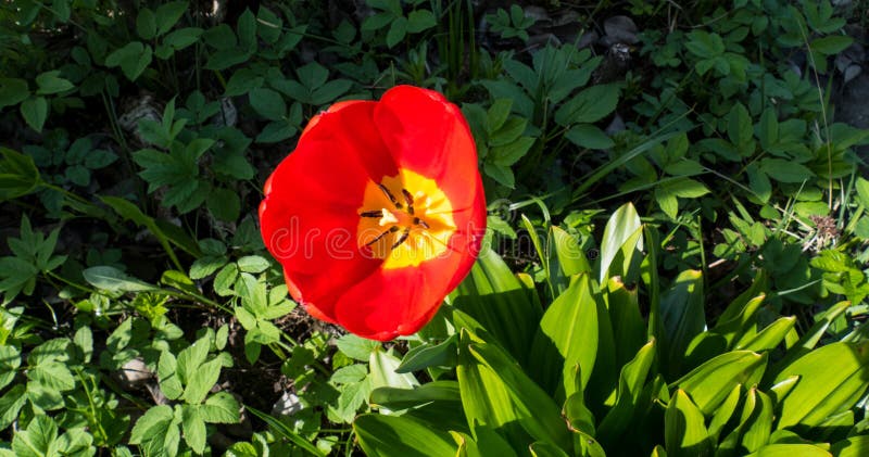 Red Tulip on a Green Background in Spring Stock Image - Image of fresh ...