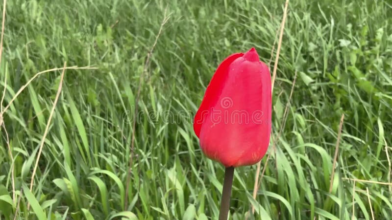 Red tulip on a green lawn stock video. Video of spring - 380003903