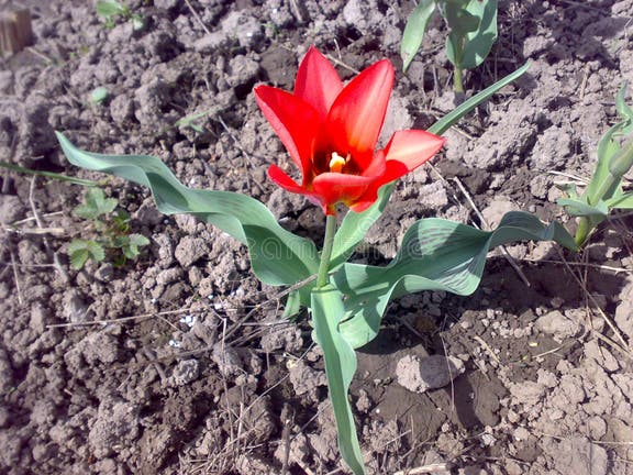 Red tulip stock image. Image of grass, lizard, growing - 122854991