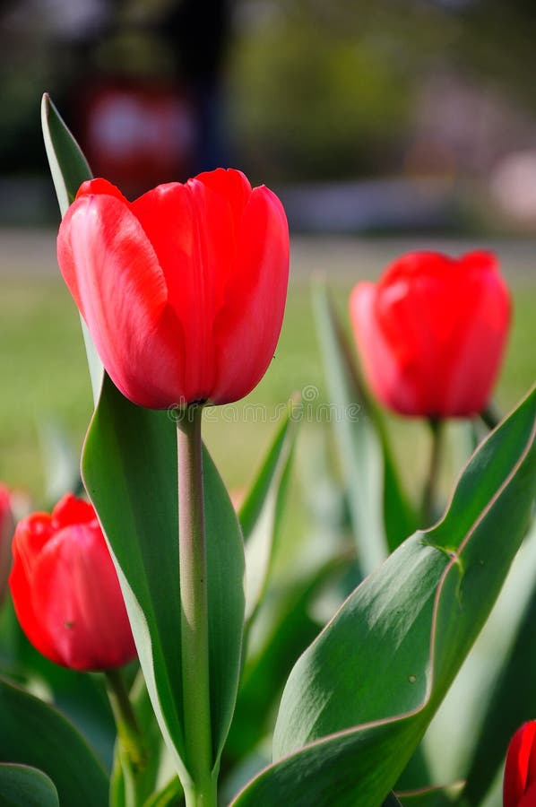 Red tulip stock image. Image of angle, summer, outdoor - 36791515