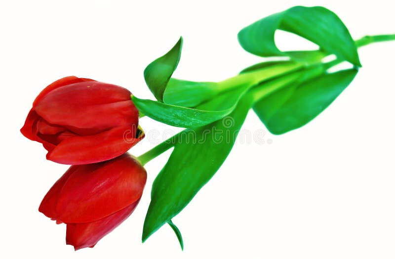 Red Tulip Isolated - Mirror Flower Stock Photo - Image of tulip, life ...