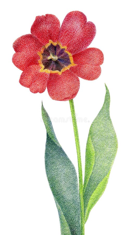 Red tulip stock illustration. Illustration of painted - 59520803