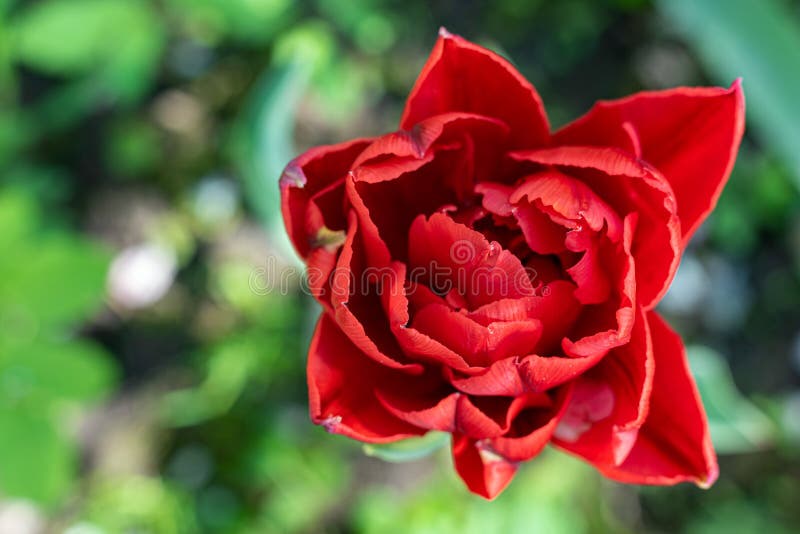 Red Tulip Largo in the Garden, Top View Stock Photo - Image of pretty ...