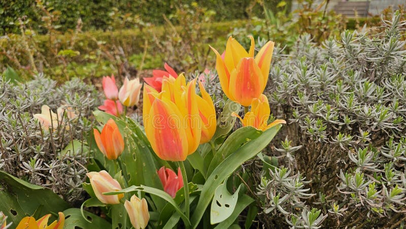 Red Tulip in May, Flower in May Stock Image - Image of decoration ...