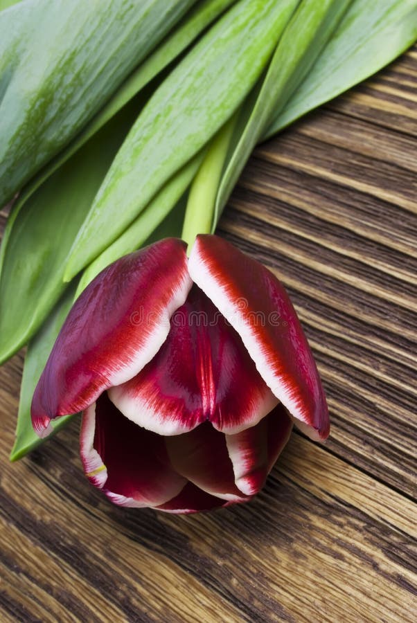 Red Tulip on Old Wooden Boards Stock Image - Image of bloom, holiday ...